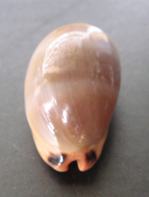 První platidlo - kauri :: Shells